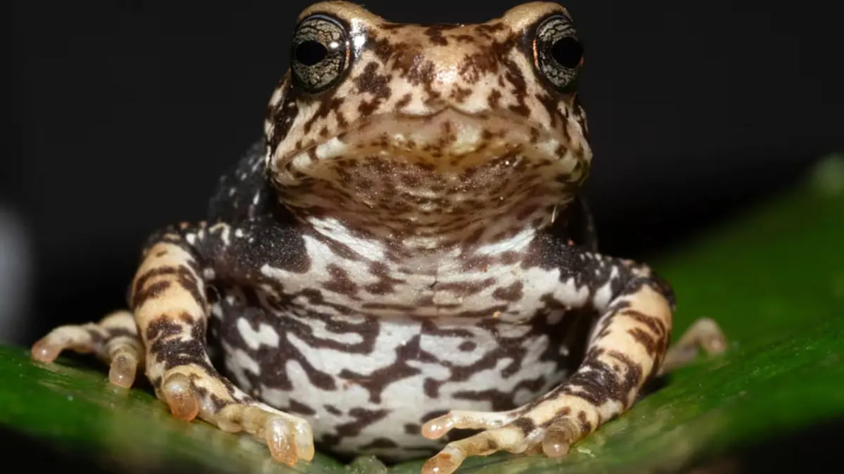 Newly identified species of Tanzanian tree toad leapfrog the tadpole ...