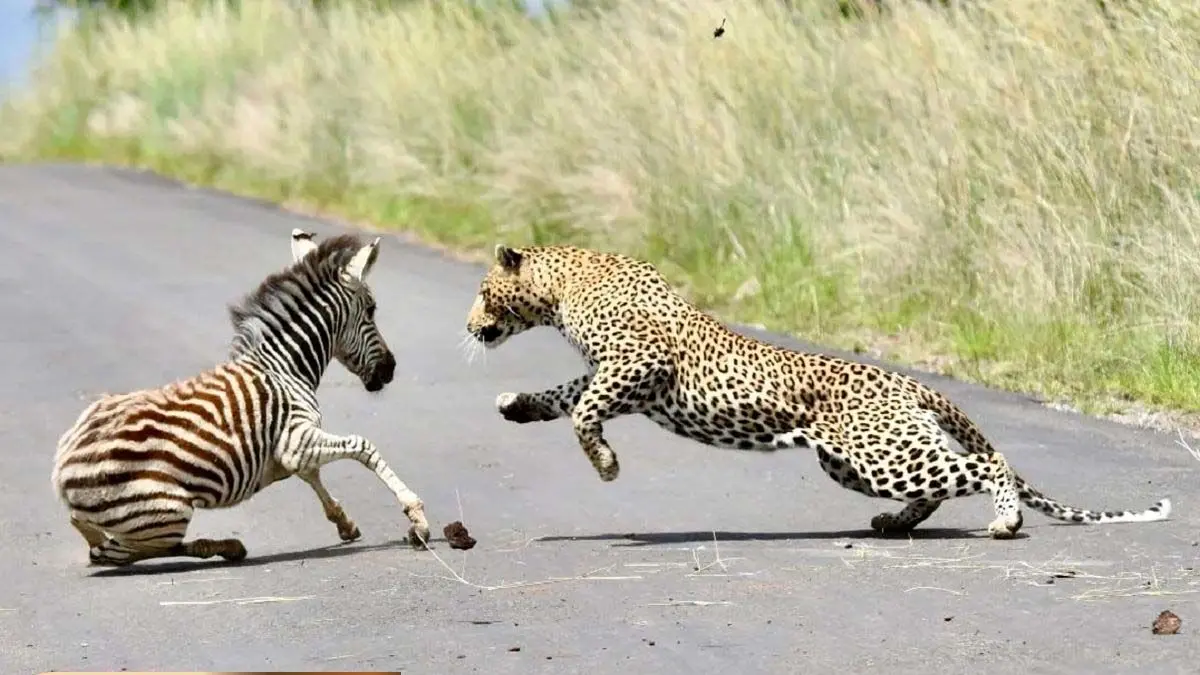 11 عکس از شکار گورخر کوچولو توسط پلنگ جلوی چشمان مادرش