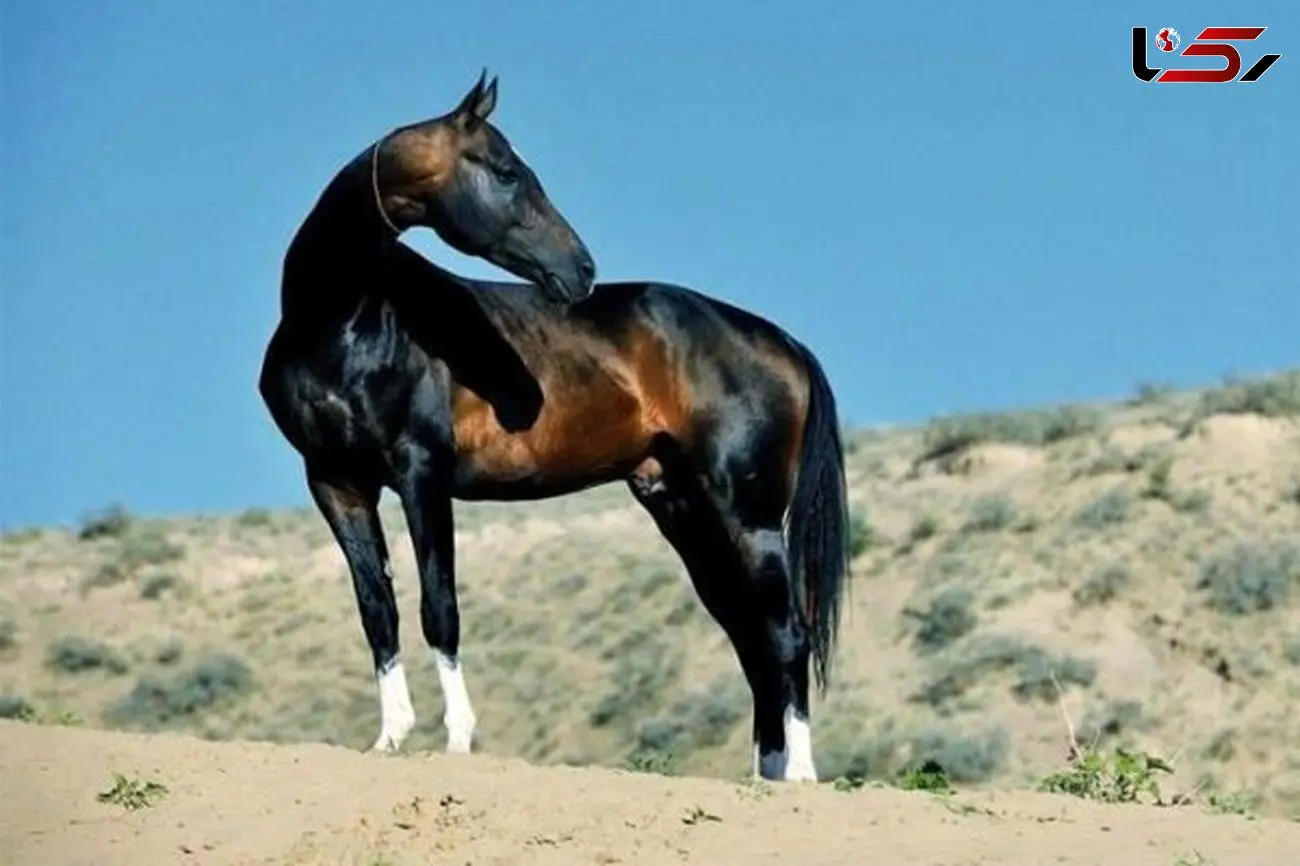 جشنواره ملی زیبایی اسب اصیل ترکمن در بجنورد آغاز شد