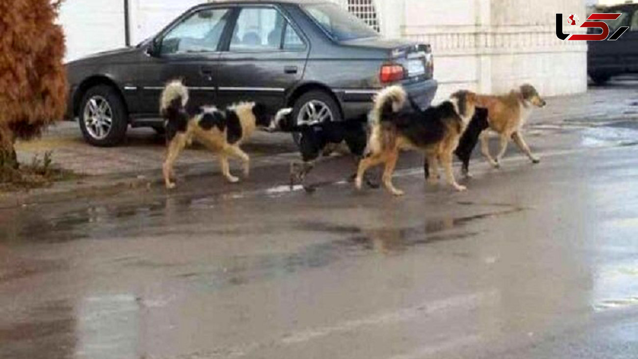 فیلم وحشتناک از حمله سگ های ولگرد به یک زن در تبریز ببینید
