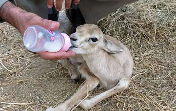 نجات 25 بره آهو ازحمله کلاغ ها + عکس