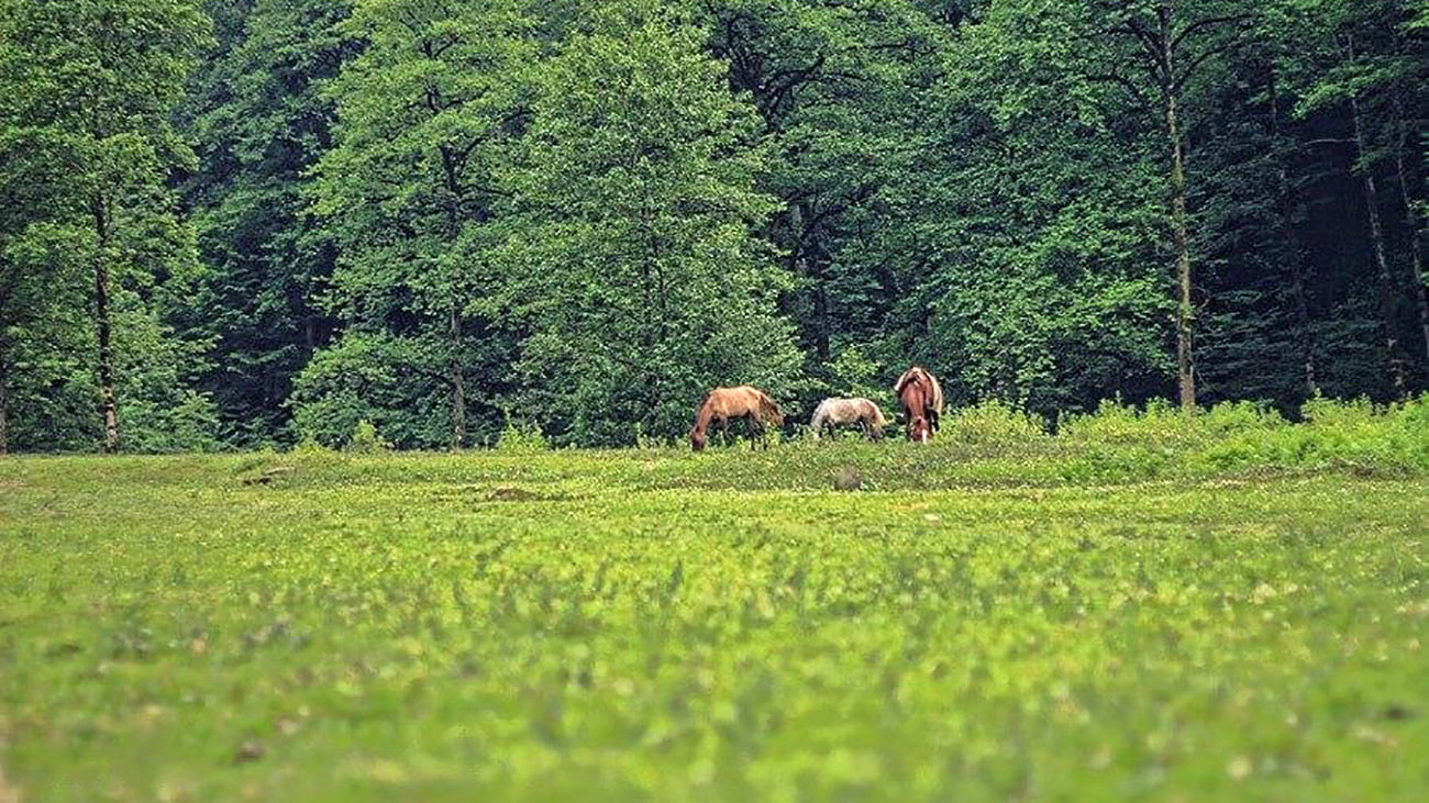 آخر هفته به این بهشت سفر کنید عکس از اسرارآمیزترین جنگل ایران