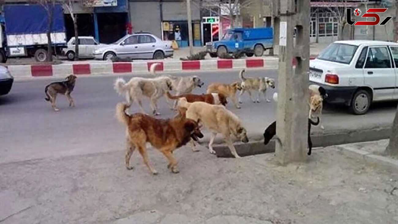 حمله مرگبار سگ های ولگرد به یک پیرمرد در محلات سگ ها گوش های مرد دلیجانی را کندند